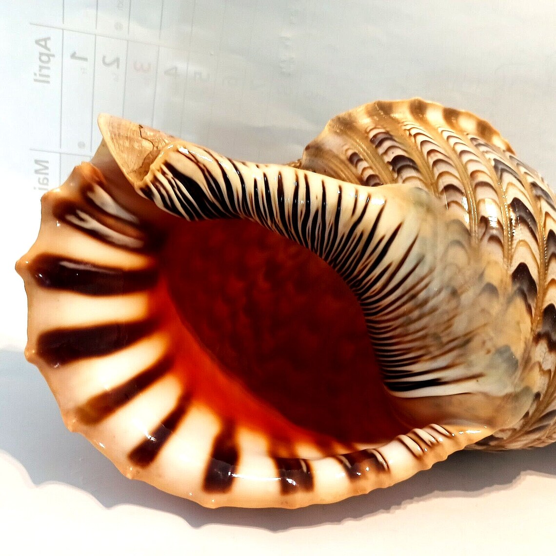 Beautiful Triton 440mm 17.4 Charonia Tritonis Sea - Etsy