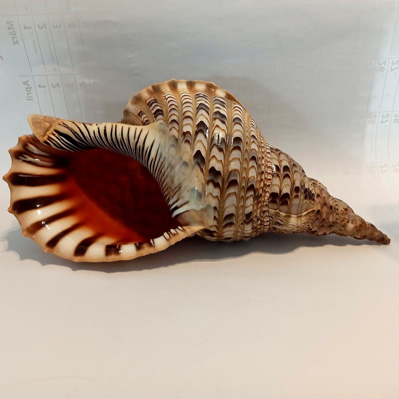 Beautiful Triton 440mm 17.4 Charonia Tritonis Sea - Etsy