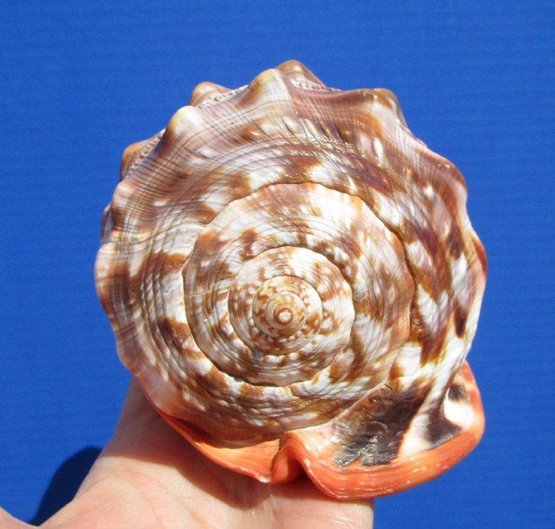 Big Shell Red Cameo Shell for Sale Bullmouth Helmet 6 - Etsy