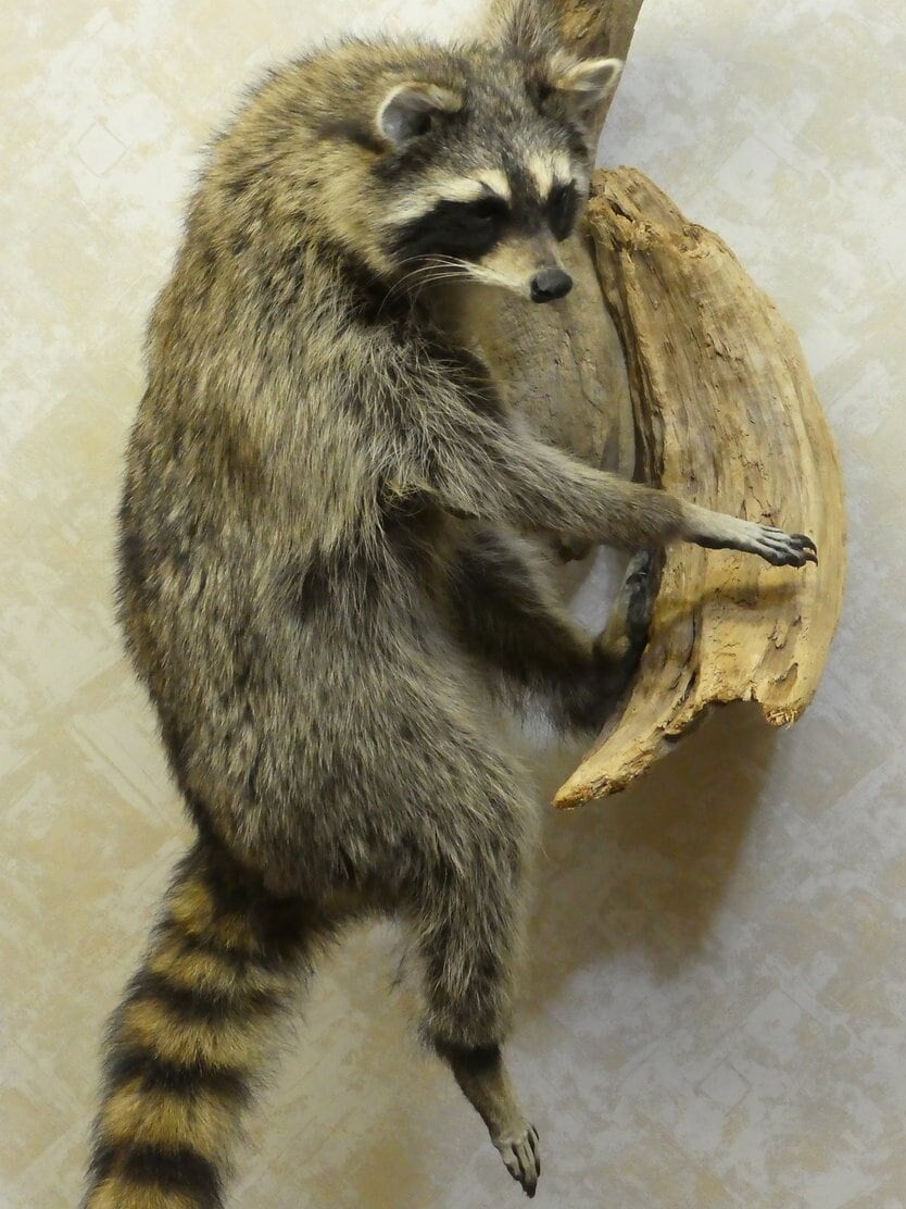 Raccoon Taxidermy Hanging on Driftwood - Etsy