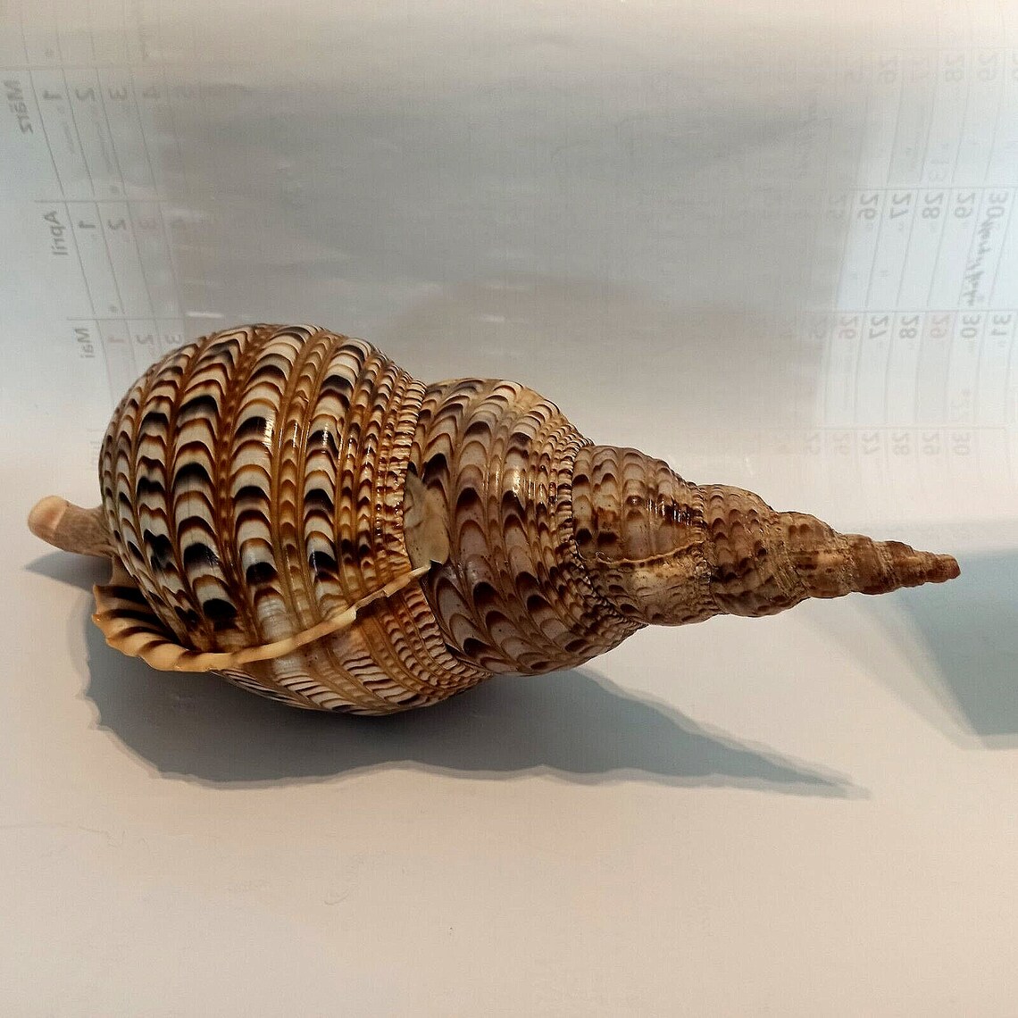 Beautiful Triton 440mm 17.4 Charonia Tritonis Sea - Etsy