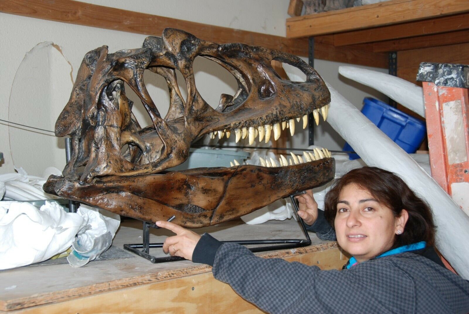 Allosaurus Skull Replica