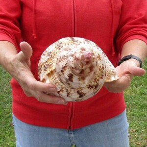 Giant Shell Pacific Triton Trumpet Seashell Polished & - Etsy