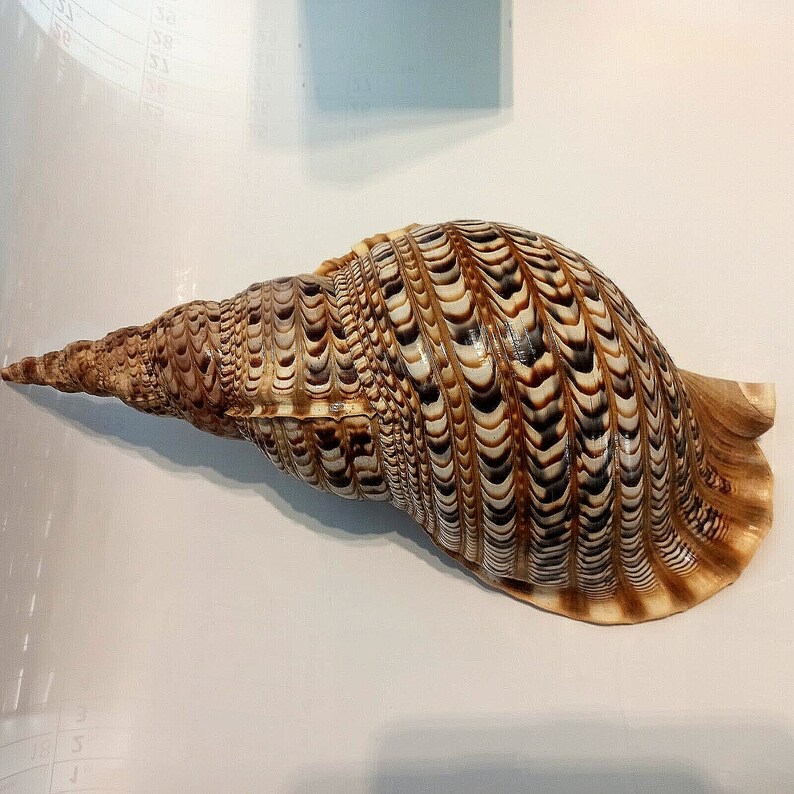 Beautiful Triton 440mm 17.4 Charonia Tritonis Sea - Etsy