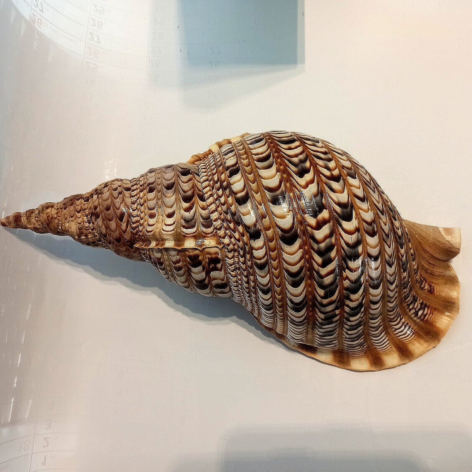 Beautiful Triton 440mm 17.4 Charonia Tritonis Sea - Etsy