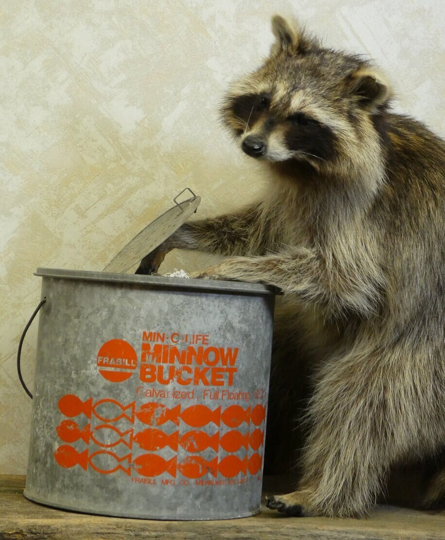 Minnow Bucket Raccoon Taxidermy - Etsy