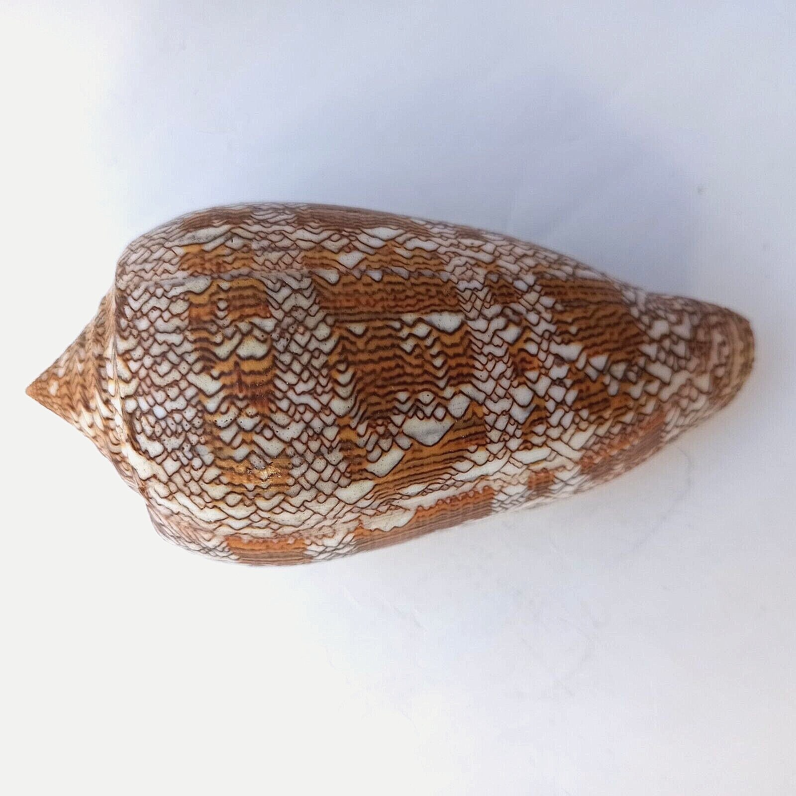 Exceptional Giant Sea Snail Conus Textile 126.5mm, Alive and Near World ...