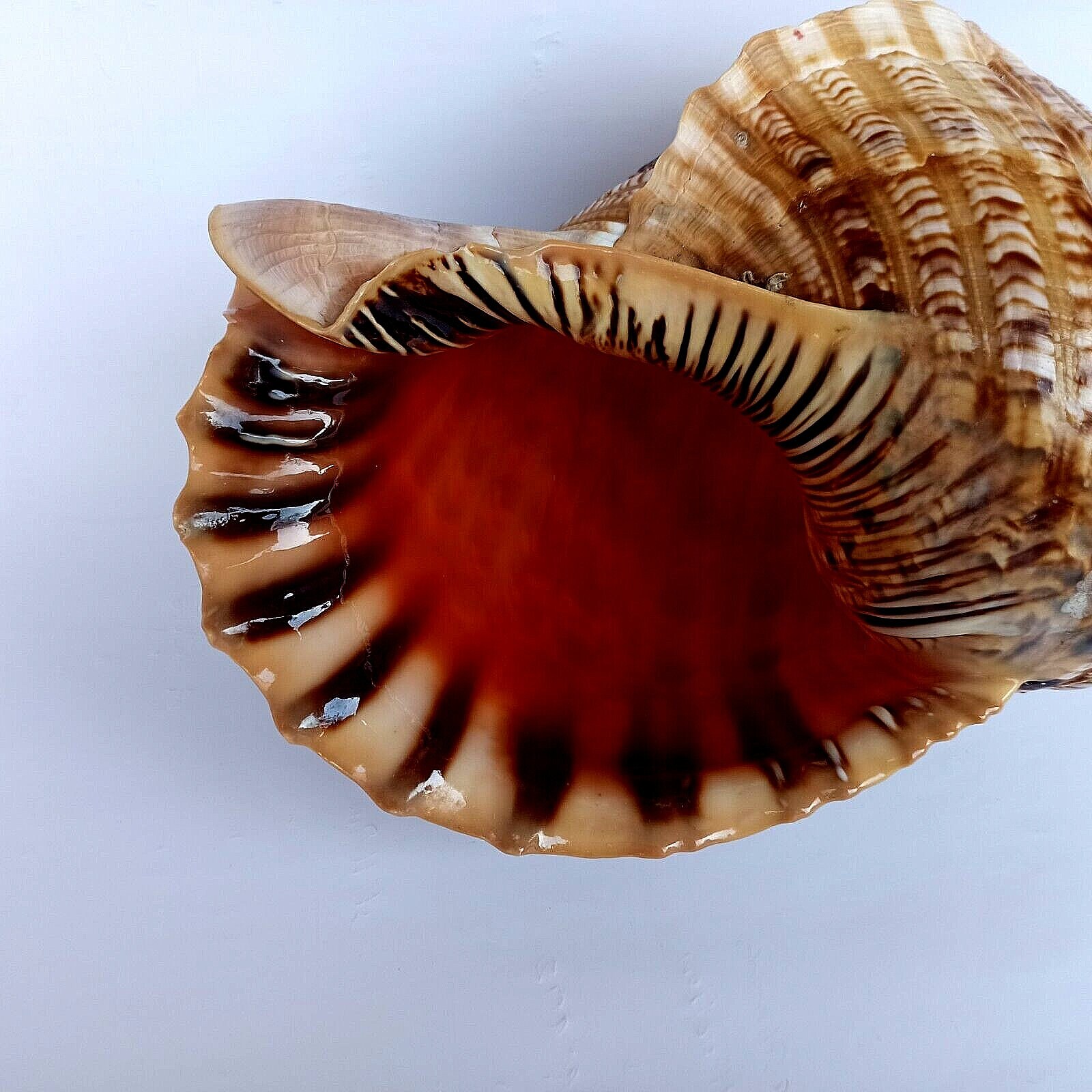 Beautiful Triton 440mm 17.4 Charonia Tritonis Sea Snail A Fantastic ...