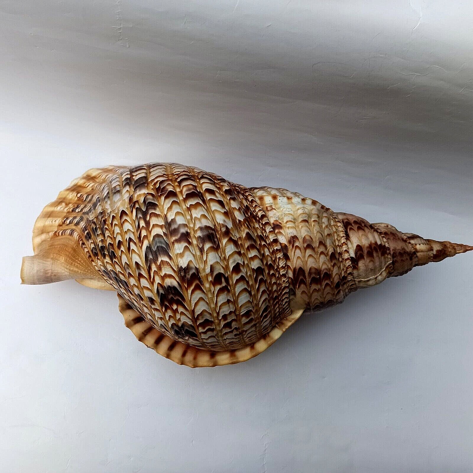 Exquisite Triton Shell Museum-quality Specimen Rare Sea Snail Charonia ...