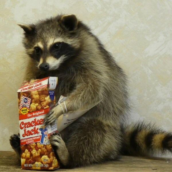 Cracker Jack Box - Etsy