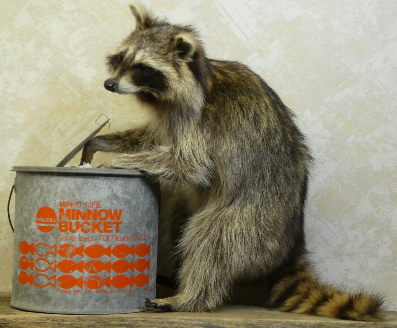 Minnow Bucket Raccoon Taxidermy - Etsy