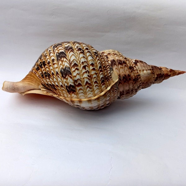 Rare Sea Shells - Etsy