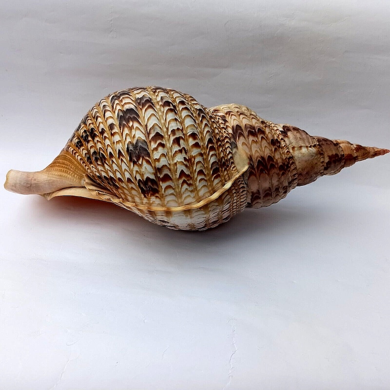 Rare Sea Shells - Etsy