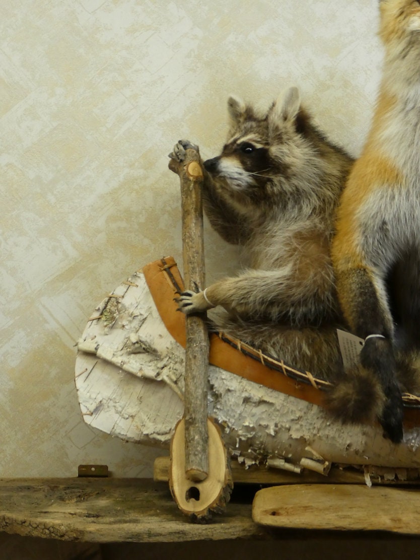 2 Raccoons 1 Red Fox Taxidermy on Noah's Ark Bark Canoe - Etsy