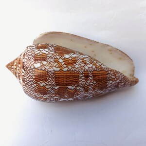 Exceptional Giant Sea Snail Conus Textile 126.5mm, Alive and Near World ...