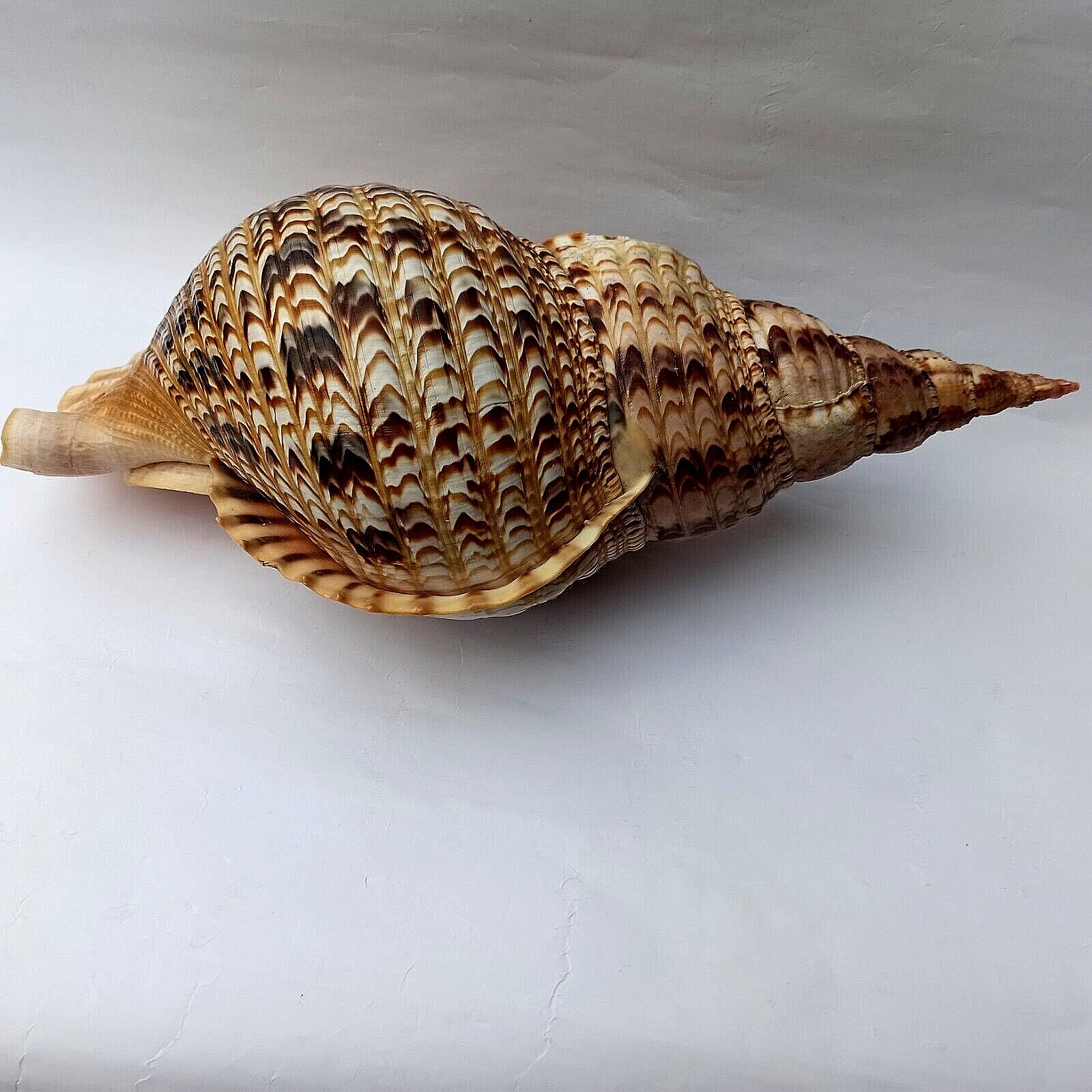 Exquisite Triton Shell Museum-quality Specimen Rare Sea Snail Charonia ...