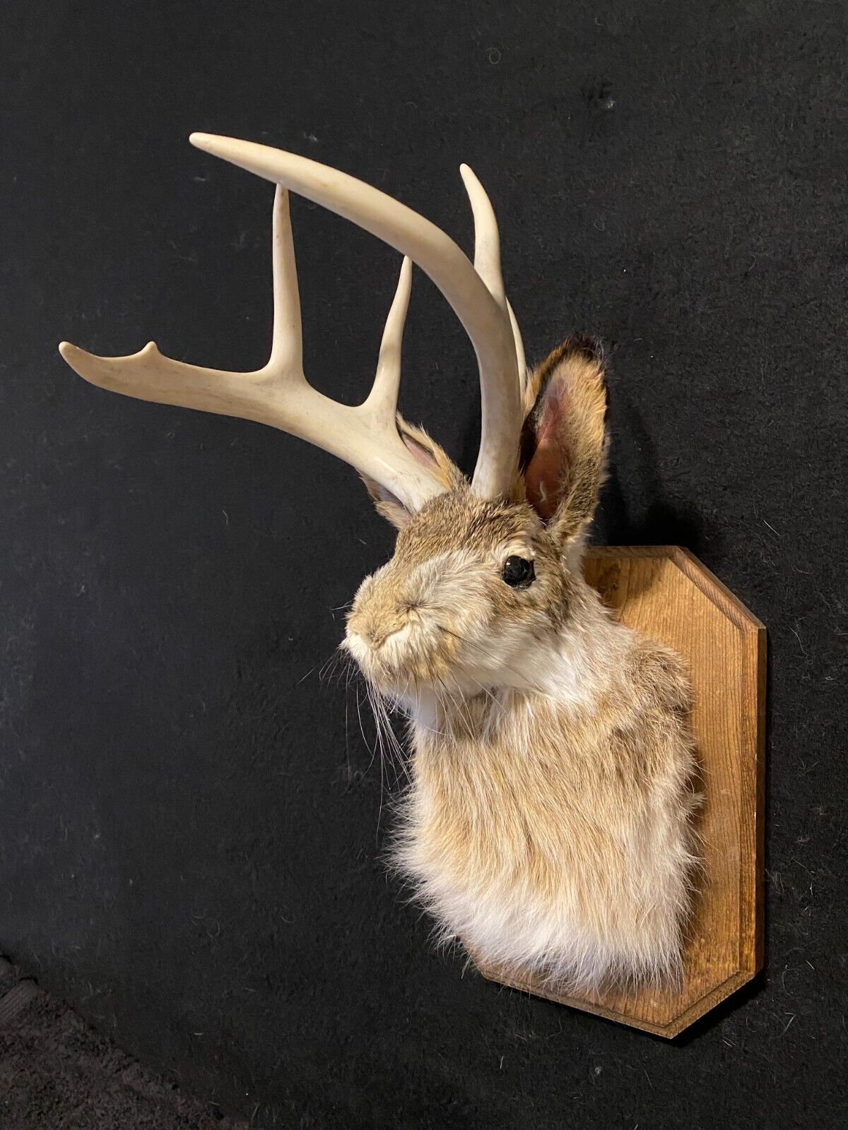 Real Jackalope