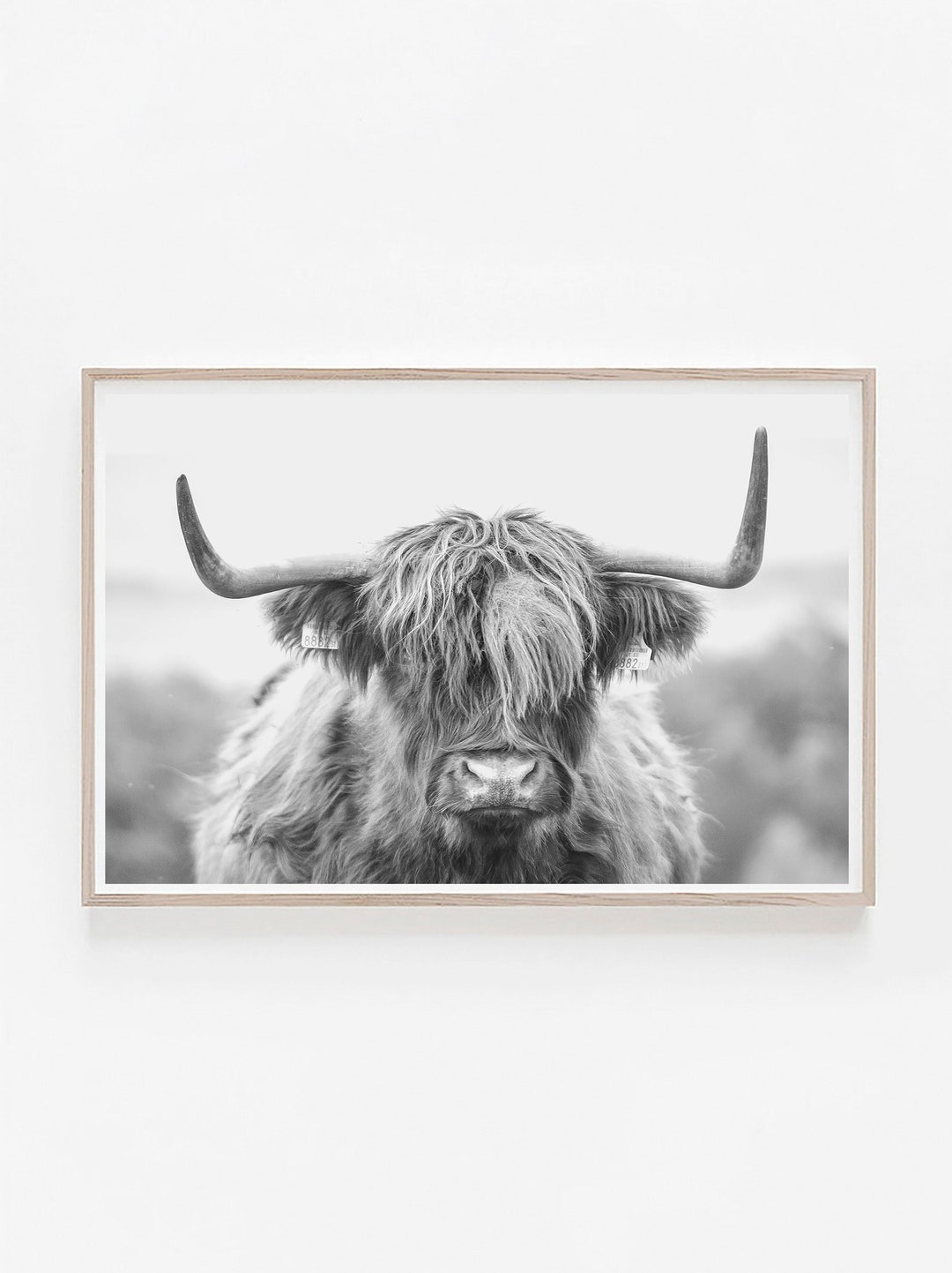 Highland Cow Black and White, Highland Cow Print, Cattle Wall Art ...