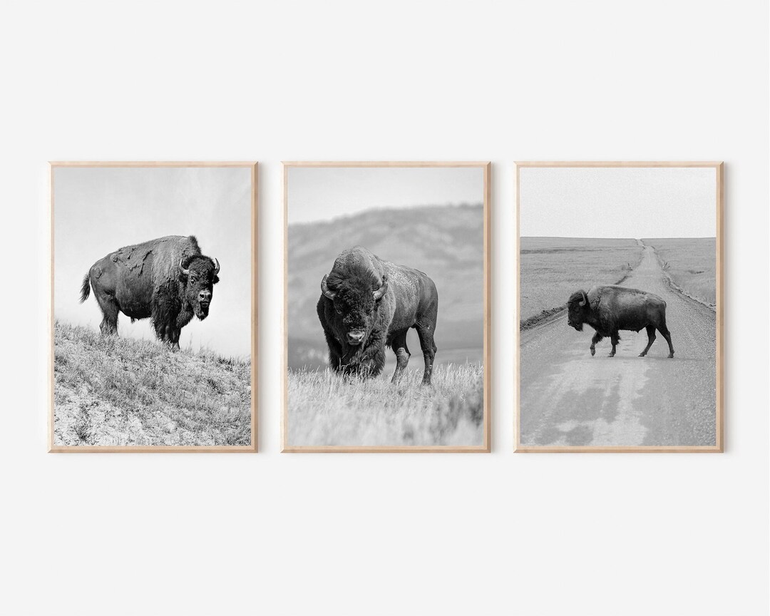 Bison Print Set Black and White, Buffalo Print, Bison Print, Bison Wall ...