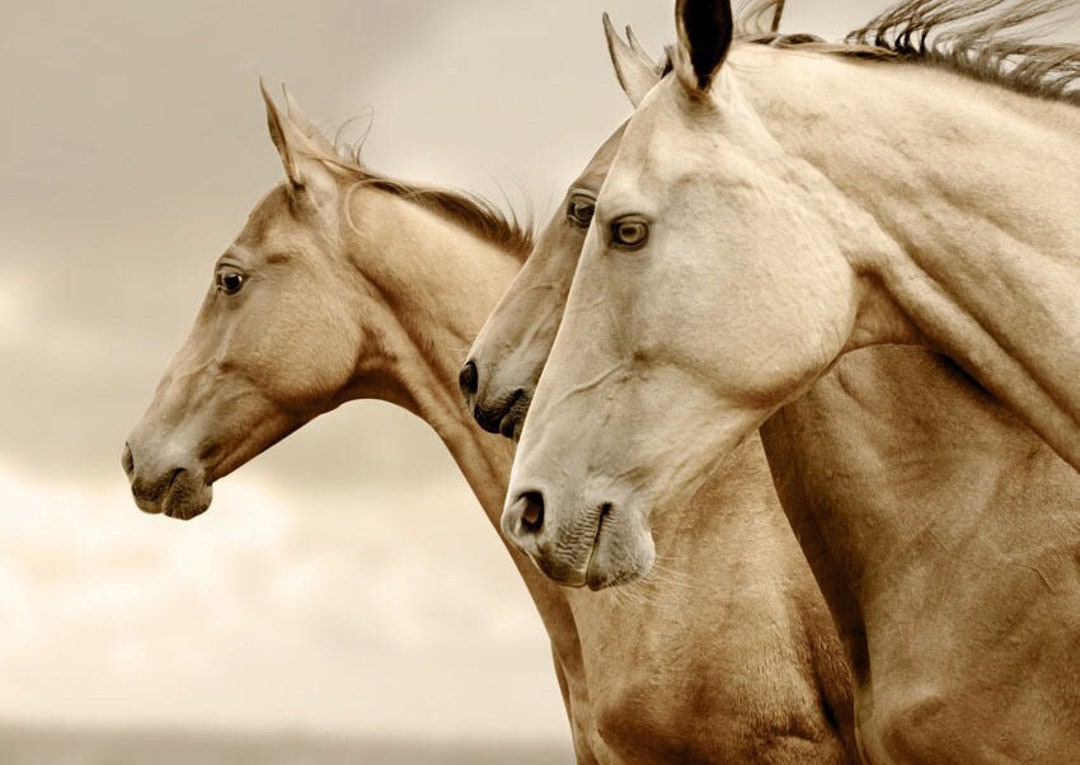 Sepia Horses , Mint by Michelle Decoupage Paper available in A3 and A1 ...