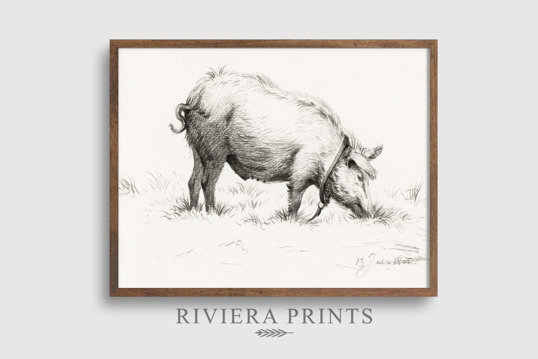 Farm Animal Print | Pig Wall Art | Hog Farmhouse Decor | Vintage Pig ...