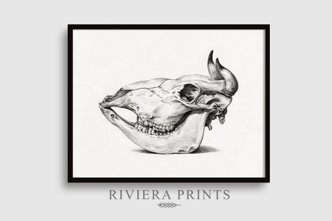 Bull Skull Print Cow Skull Wall Art Bullhead PRINTABLE Bison Farmhouse ...