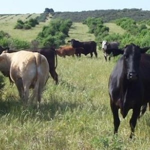 Tagasaste Tree Lucerne - Permaculture & Sustainable Farming Options ...