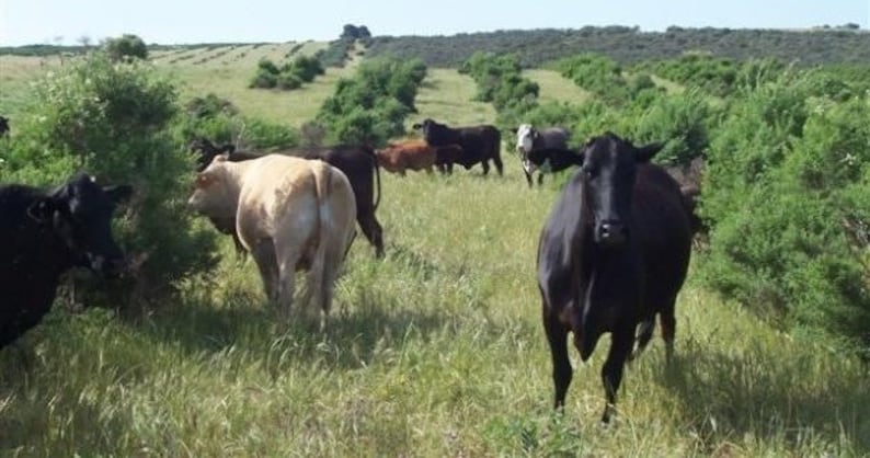 Tagasaste Tree Lucerne - Permaculture & Sustainable Farming Options ...