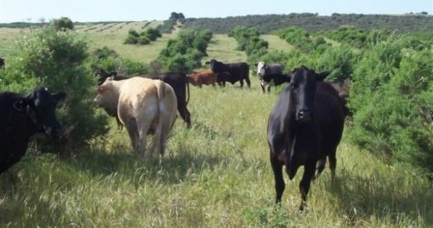 Tagasaste Tree Lucerne - Permaculture & Sustainable Farming Options ...