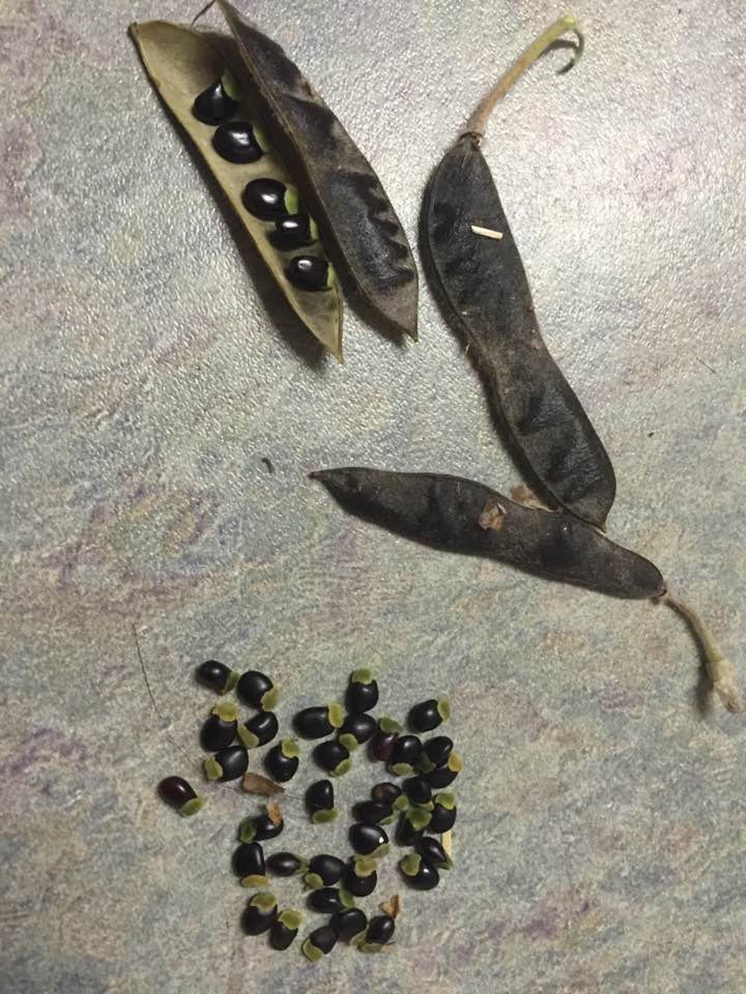 Tagasaste Tree Lucerne Permaculture & Sustainable Farming Options ...