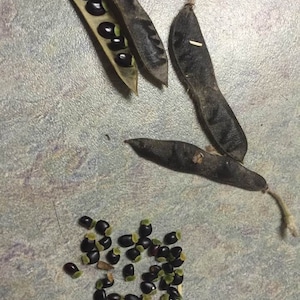 Tagasaste Tree Lucerne - Permaculture & Sustainable Farming Options ...