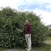 Tagasaste Tree Lucerne - Permaculture & Sustainable Farming Options ...