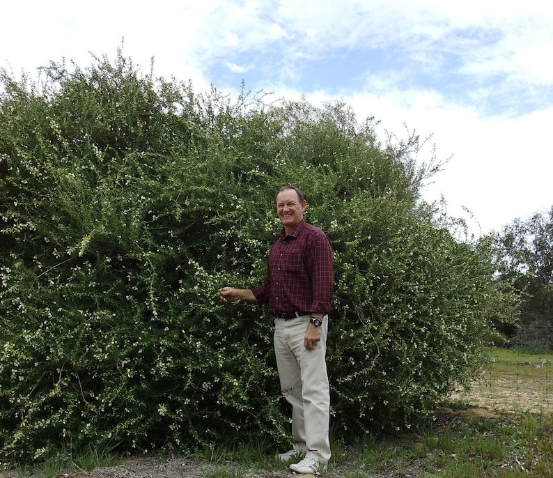Tagasaste Tree Lucerne - Permaculture & Sustainable Farming Options ...