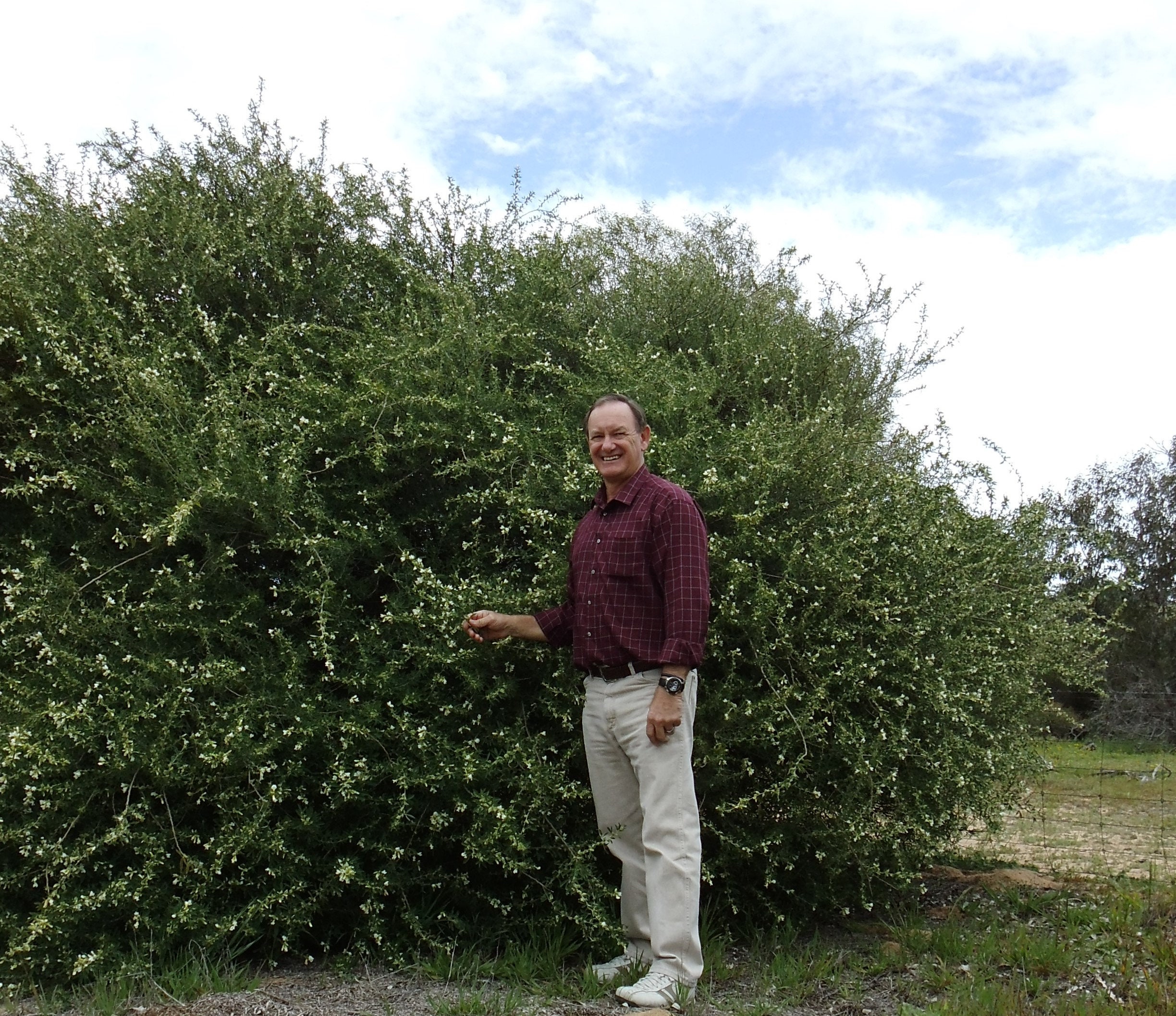 Tagasaste Tree Lucerne - Permaculture & Sustainable Farming Options ...