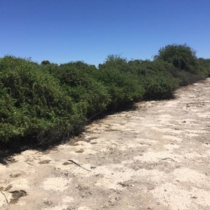 Tagasaste Tree Lucerne - Permaculture & Sustainable Farming Options ...
