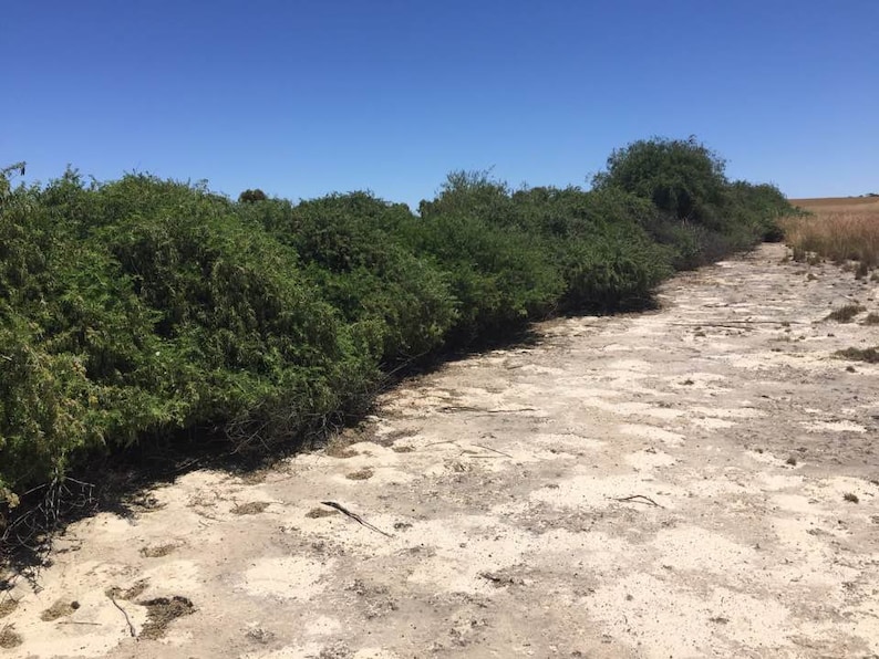 Tagasaste Tree Lucerne - Permaculture & Sustainable Farming Options ...