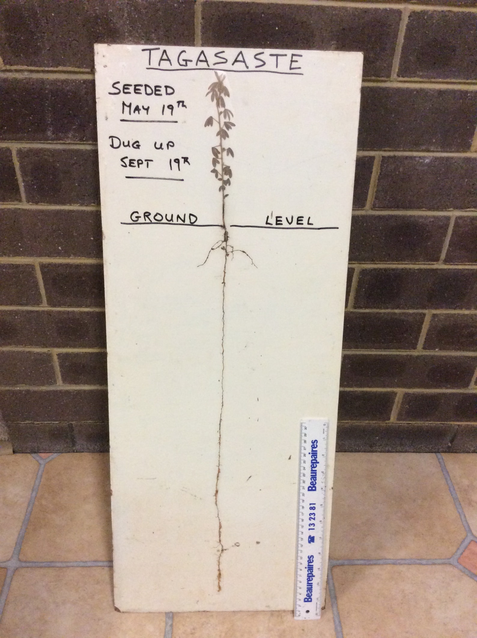 Tagasaste Tree Lucerne - Permaculture & Sustainable Farming Options ...