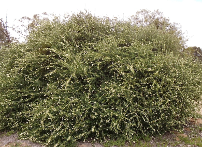 Tagasaste Tree Lucerne - Permaculture & Sustainable Farming Options ...