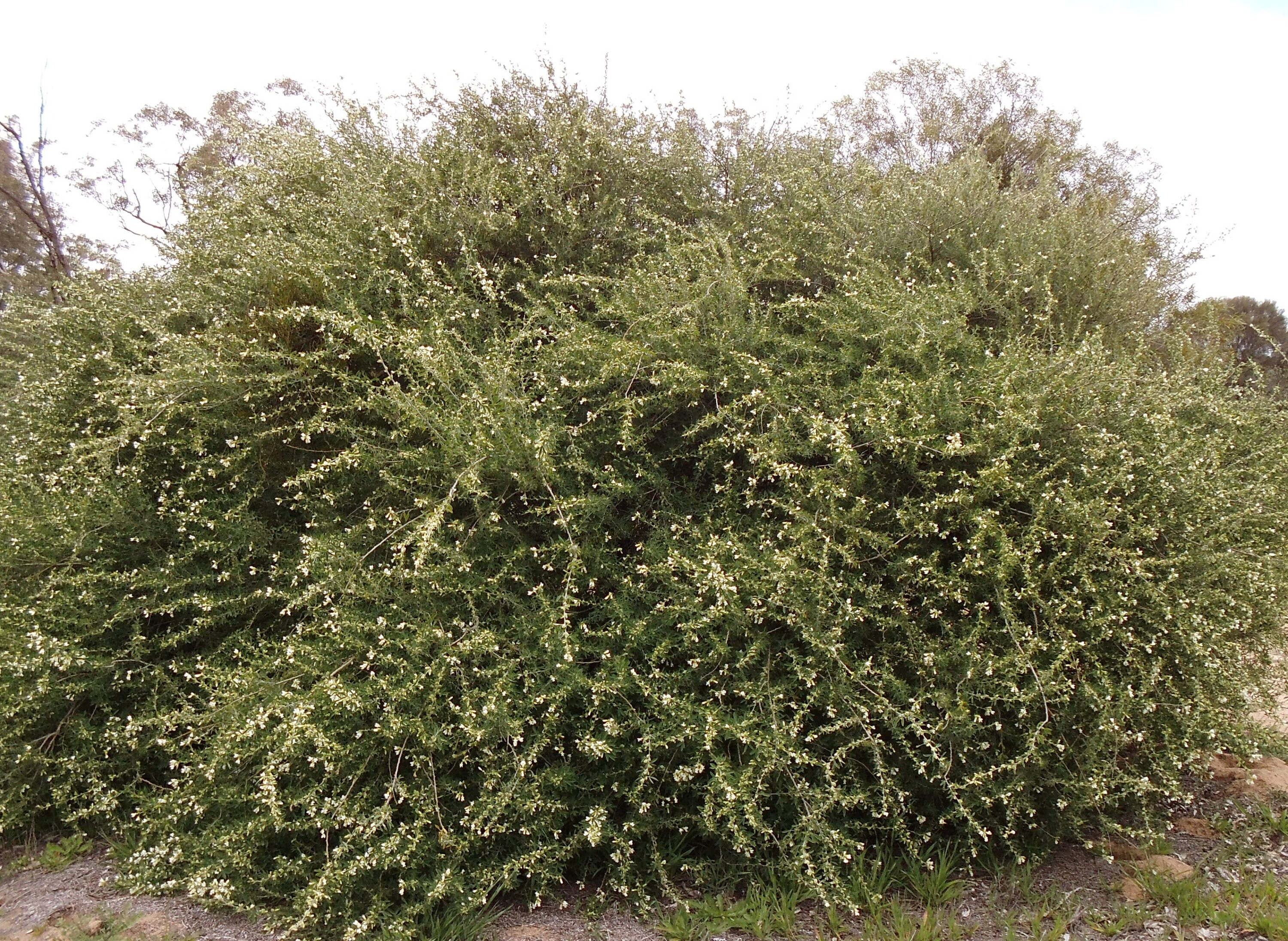Tagasaste Tree Lucerne - Permaculture & Sustainable Farming Options ...