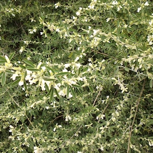 Tagasaste Tree Lucerne - Permaculture & Sustainable Farming Options ...