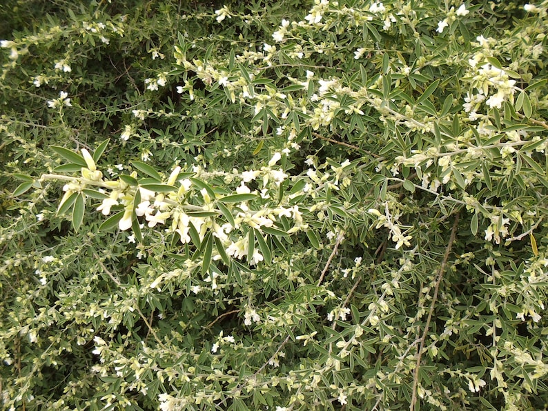 Tagasaste Tree Lucerne - Permaculture & Sustainable Farming Options ...