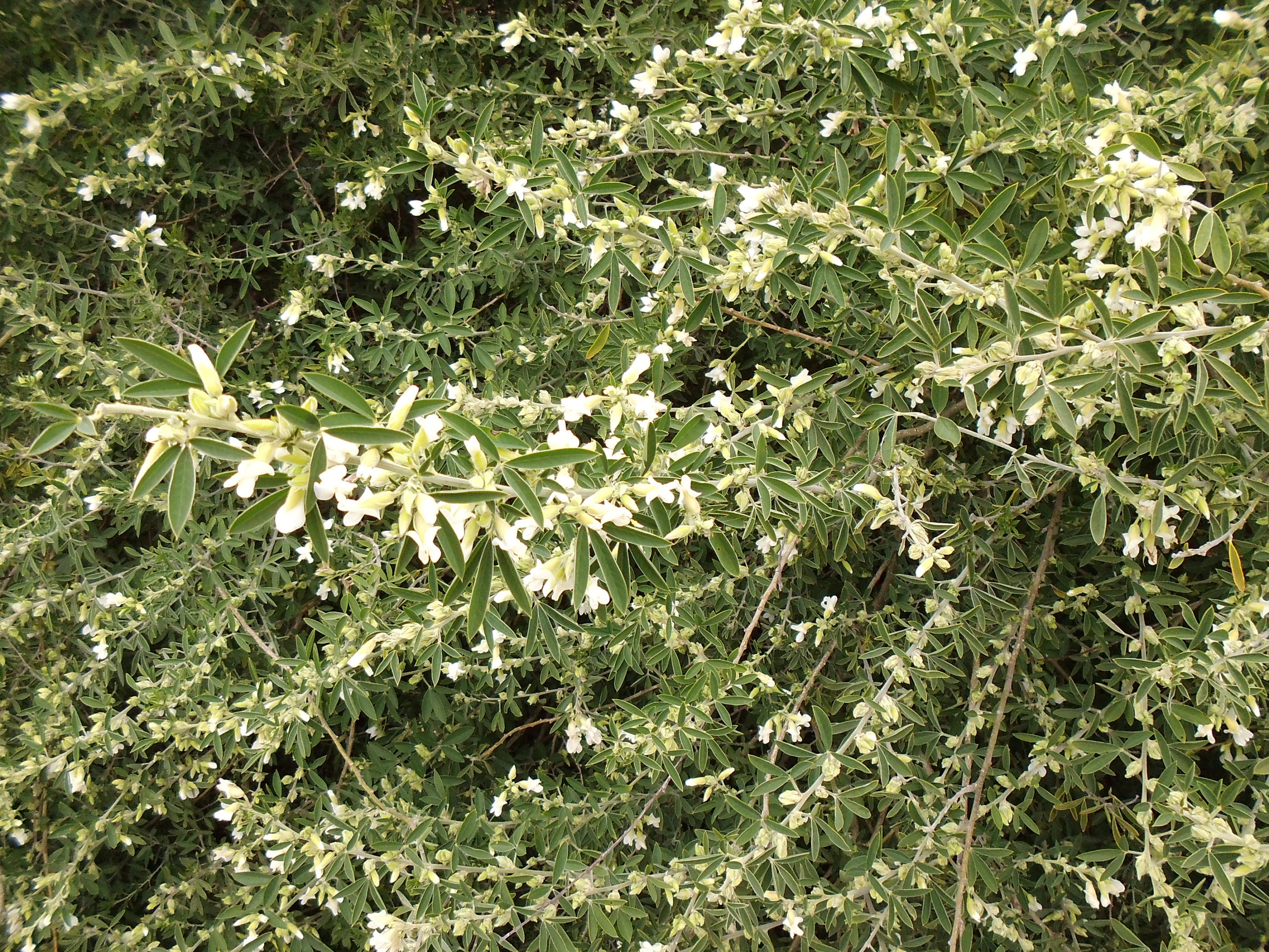 Tagasaste Tree Lucerne - Permaculture & Sustainable Farming Options ...