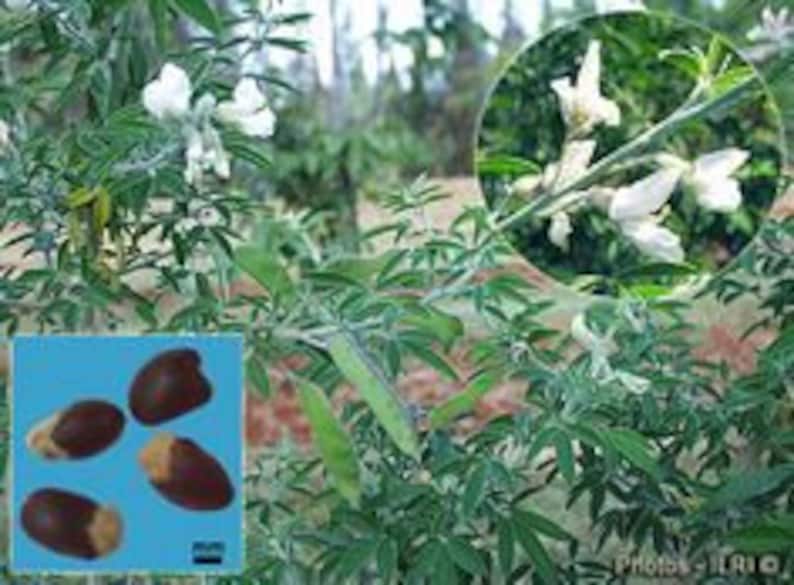 Tagasaste Tree Lucerne - Permaculture & Sustainable Farming Options ...