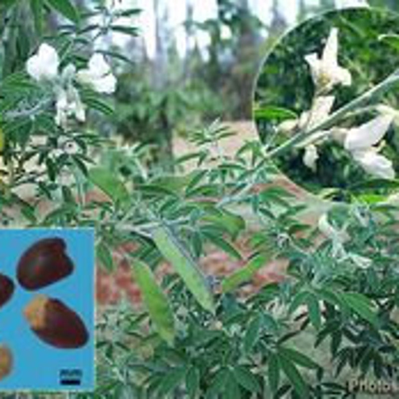 Seed of Sale of A - Etsy