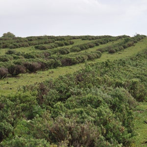 Tagasaste Tree Lucerne - Permaculture & Sustainable Farming Options ...