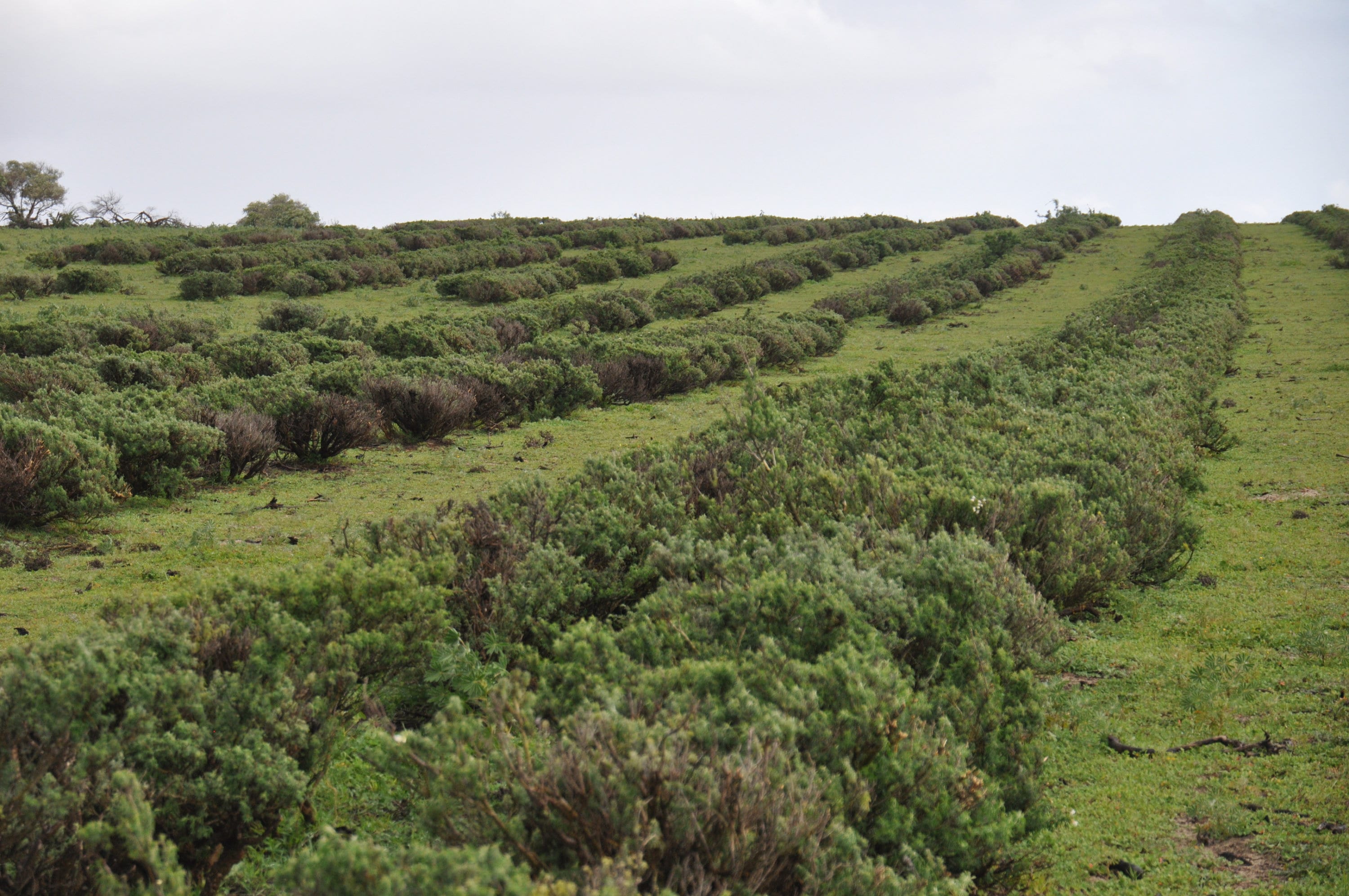 Tagasaste Tree Lucerne - Permaculture & Sustainable Farming Options ...