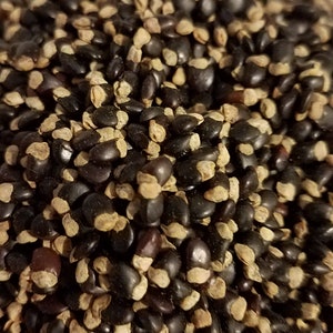 Tagasaste Tree Lucerne - Permaculture & Sustainable Farming Options ...