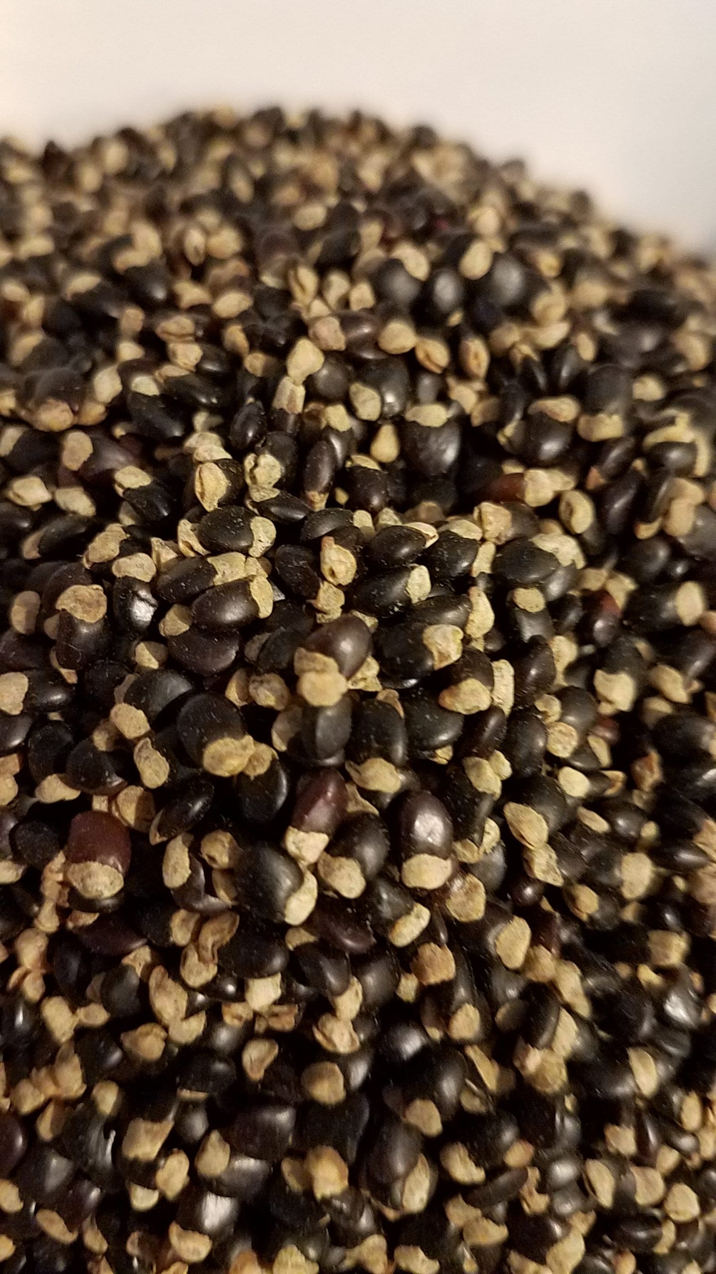 Tagasaste Tree Lucerne - Permaculture & Sustainable Farming Options ...