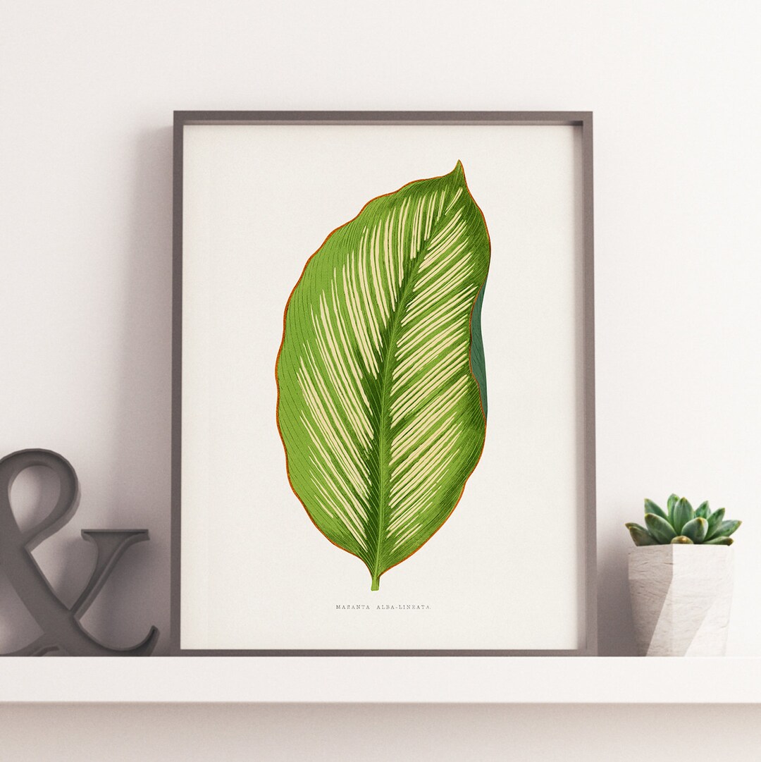 Maranta Alba Lineata Leaf Les Plantes a Feuillage Colore Botanical Art ...