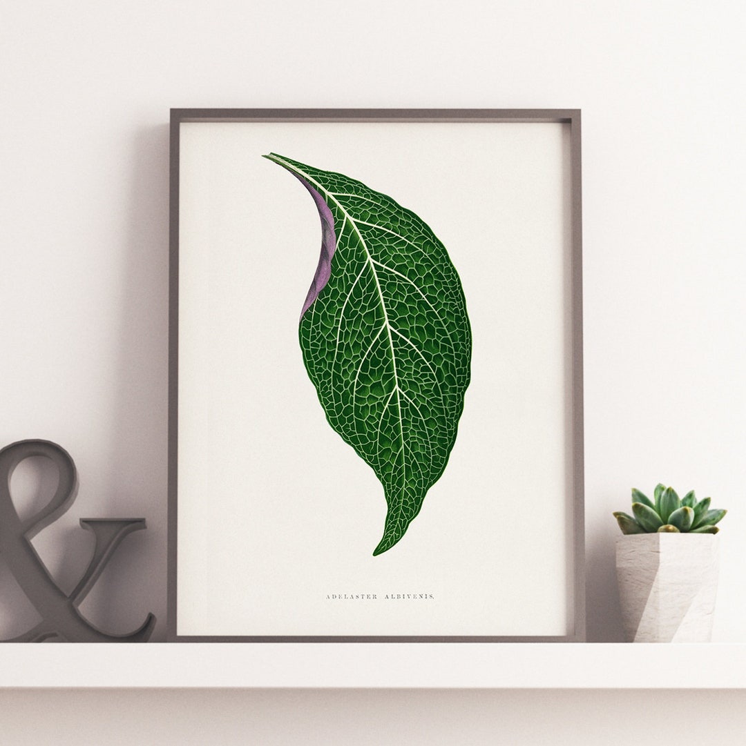 Green Adelaster Albivenis Leaf Les Plantes a Feuillage Colore Botanical ...